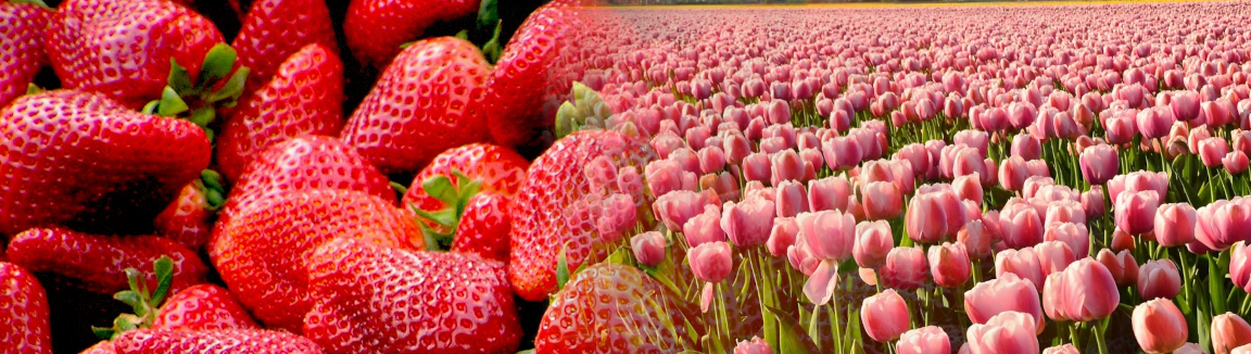 Spring - Jones Strawberry Farm